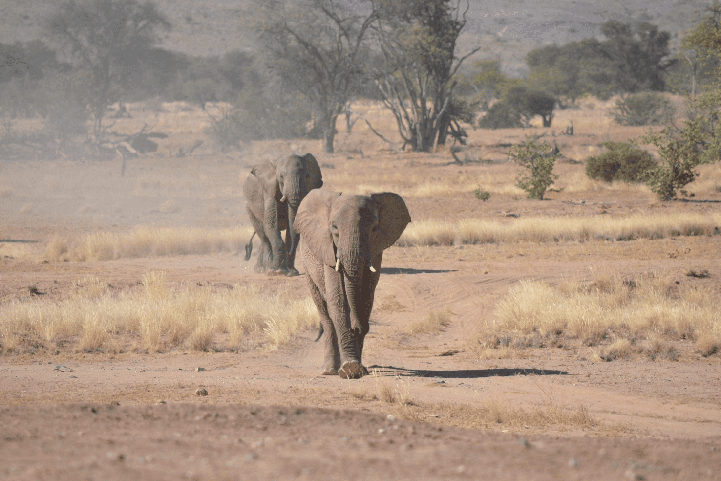 Family Volunteering in Namibia - Elephant Conservation