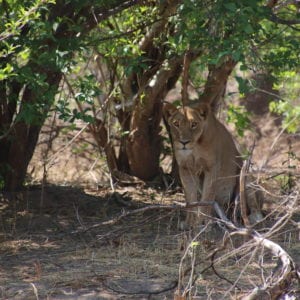Anti-Poaching Training | Volunteer with anti-poaching organisations