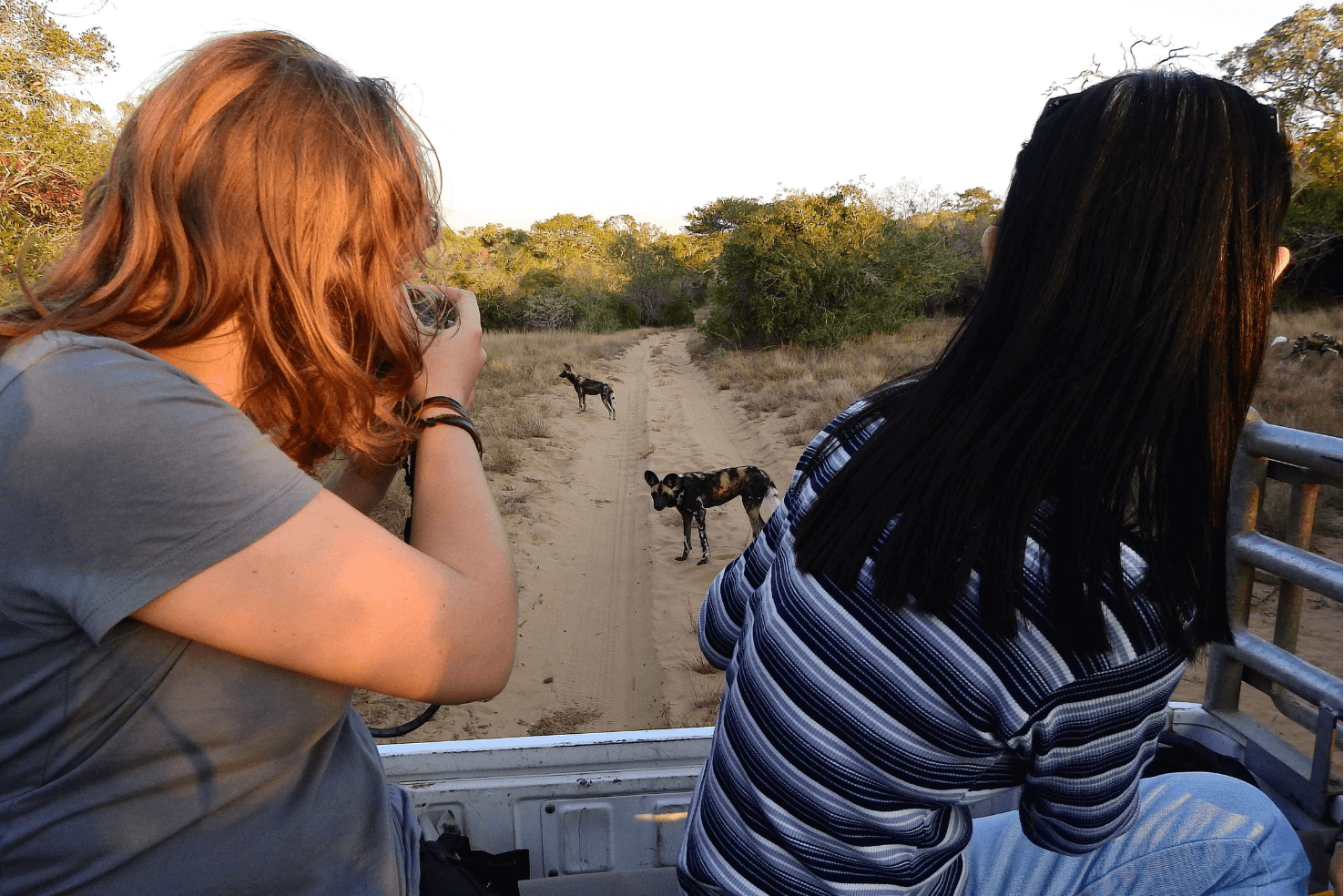 Large Carnivore Conservation - Volunteer in Namibia