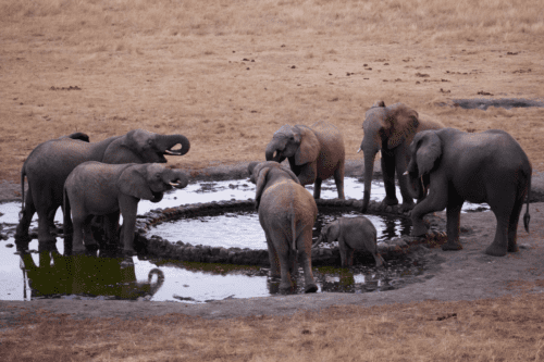 Big 5 Wildlife Conservation, Zimbabwe Conservation volunteering in Africa