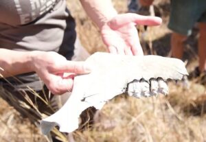 Wildlife Conservation Courses & Internships | Conservation Travel Africa