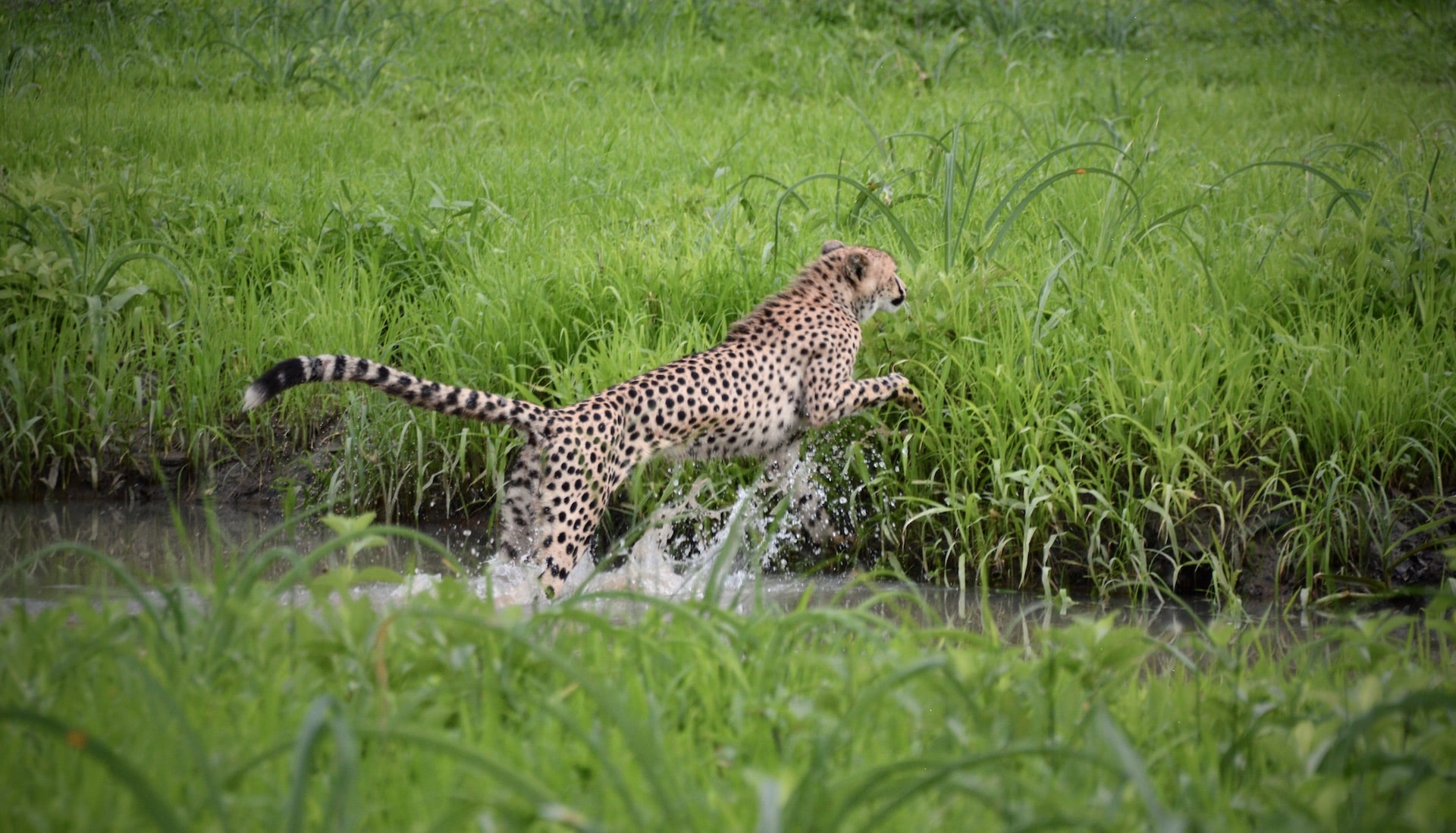 Wildlife Research Volunteers Volunteer In Malawi