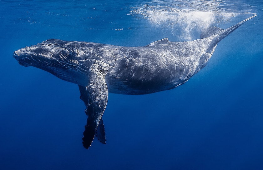 Humpback Whale Research - Marine Conservation Volunteering